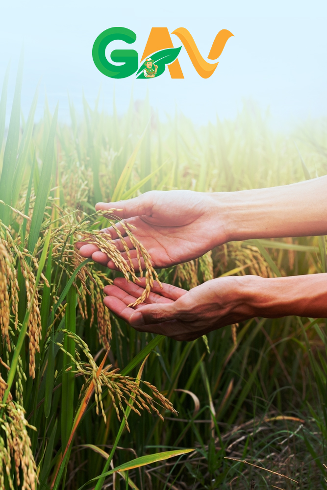 Giới Thiệu - Nông Nghiệp GAV - Nông Nghiệp GAV